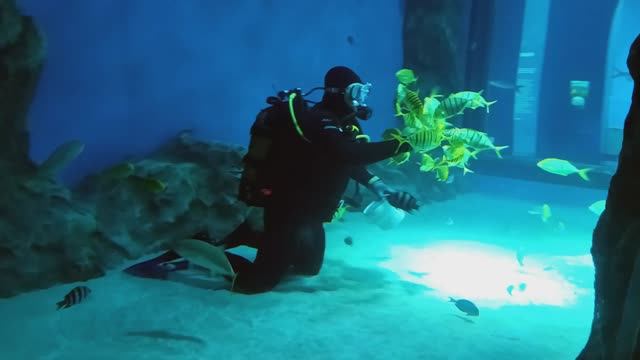 Калининград. Музей Мирового океана - основная экспозиция. Кормление акул. 3 часть, 2 серия.