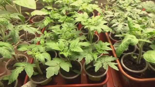 УРА! У нас снова солнце! Рассада томатов идет на прогулку!