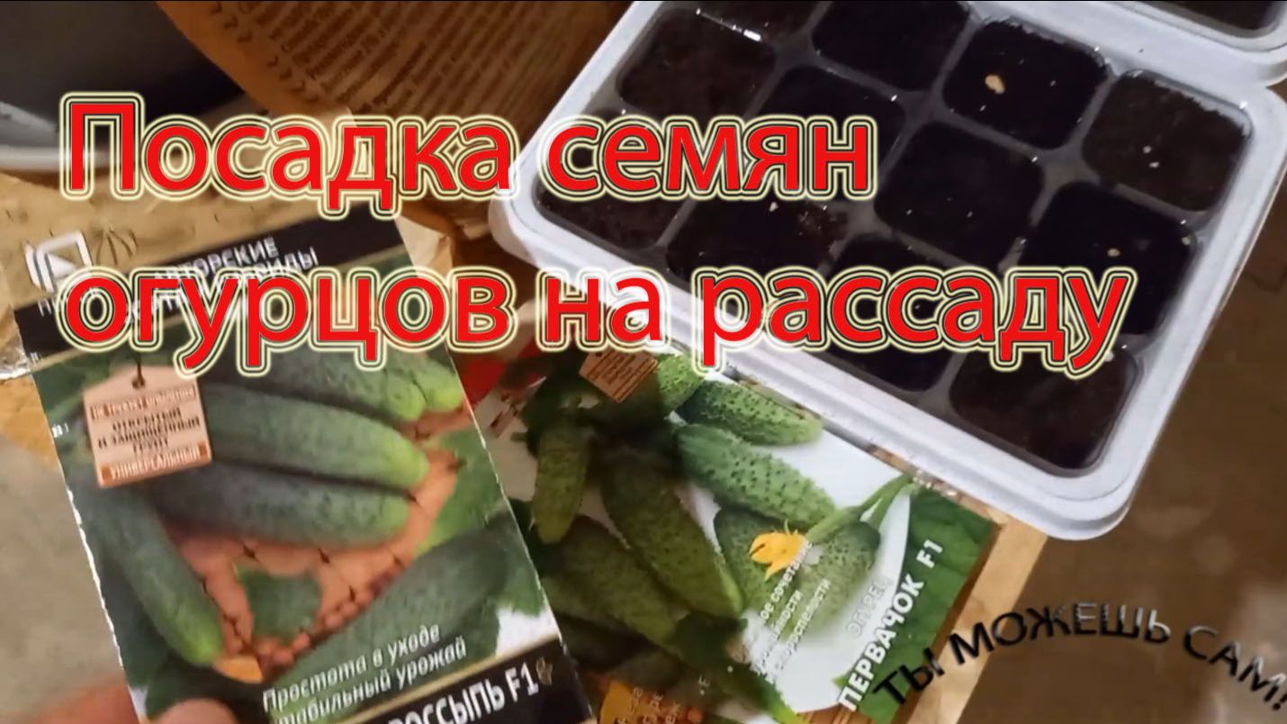 Посадка семян огурцов на рассаду