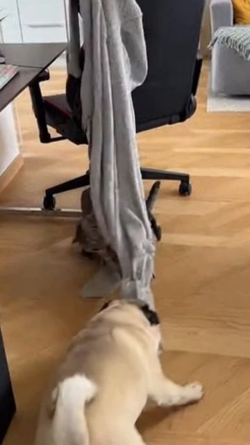 Свитеру капец 🐱🐶