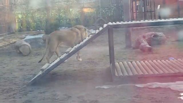 19.03.26 ШЕРхан и Киара [get.gt]