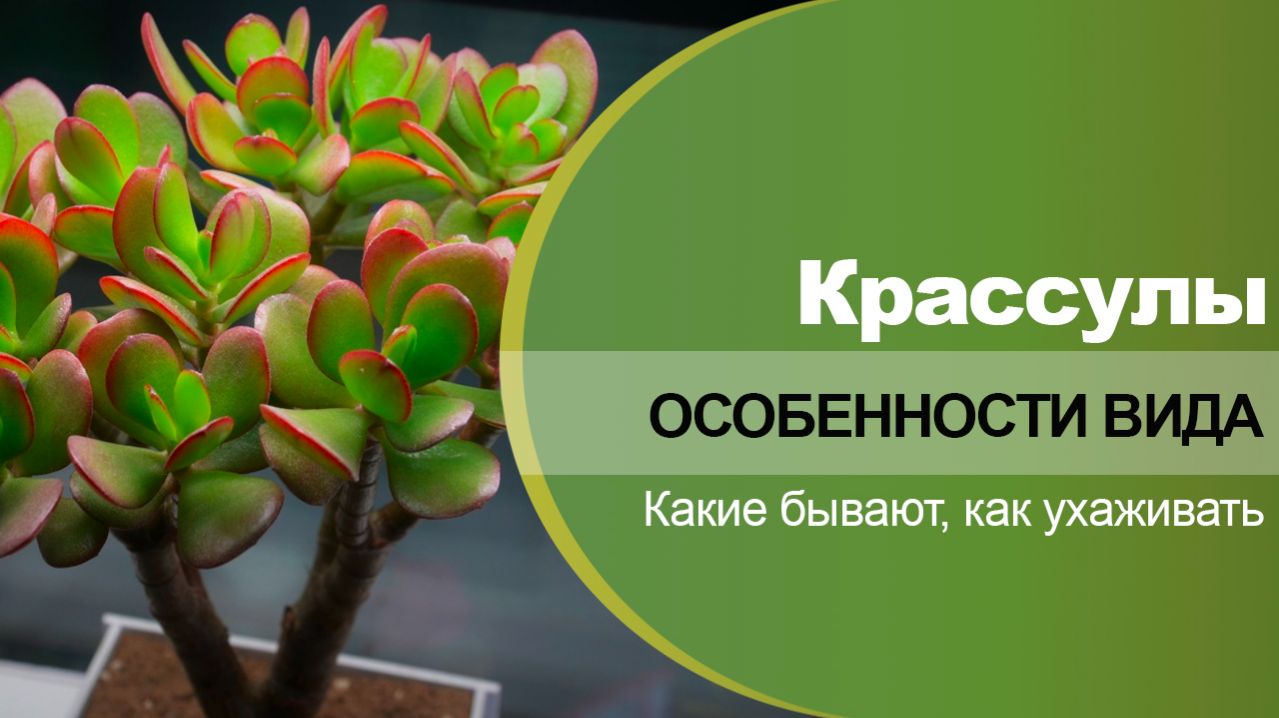 Как ухаживать за крассулами, какие бывают, чем отличаются.