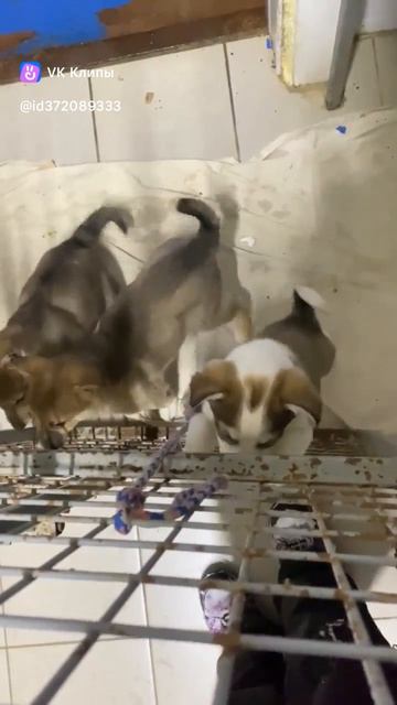 Эх, малышня малышовая