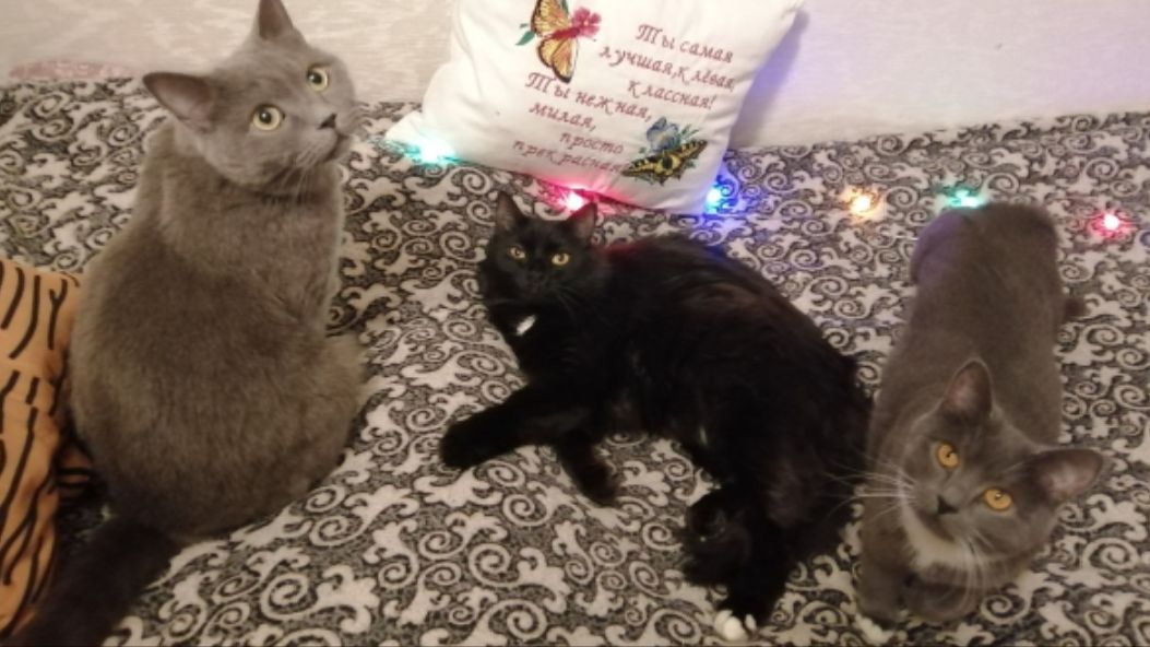 💞 Три кота. Нет, два кота и кошка. Знакомьтесь 😊