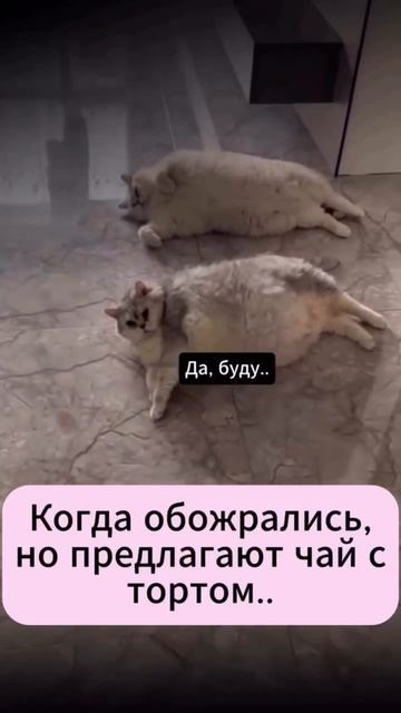 Когда обожрались 🙀