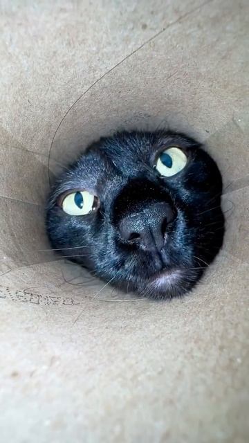 Есть кто живой? 😼