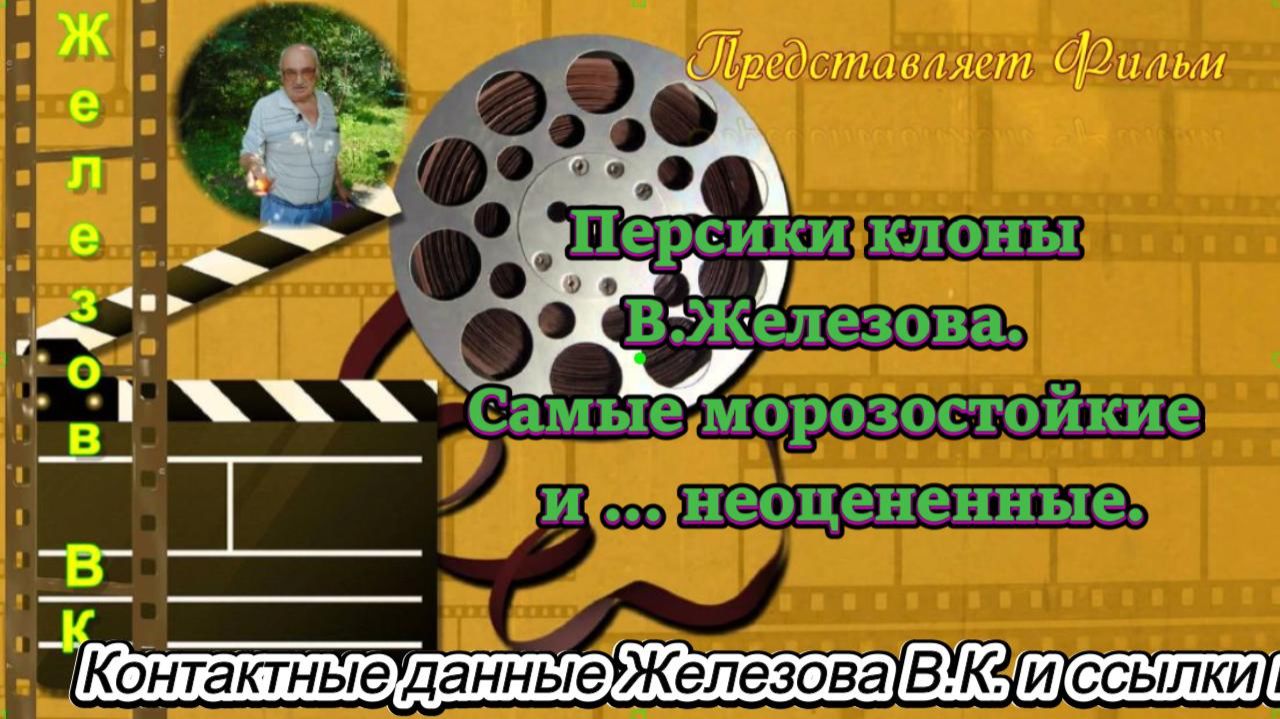 Персики клоны В.Железова. Самые морозостойкие и ... неоцененные.