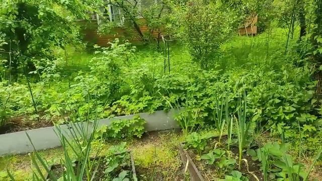 45-Дача..Рододендрон распустил свои шикарные цветы.. любуюсь.18.06.22.