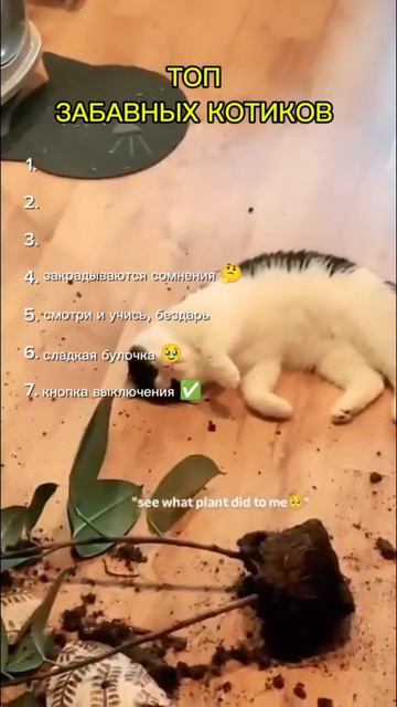 ТОП ЗАБАВНЫХ КОТИКОВ #котики #мемы