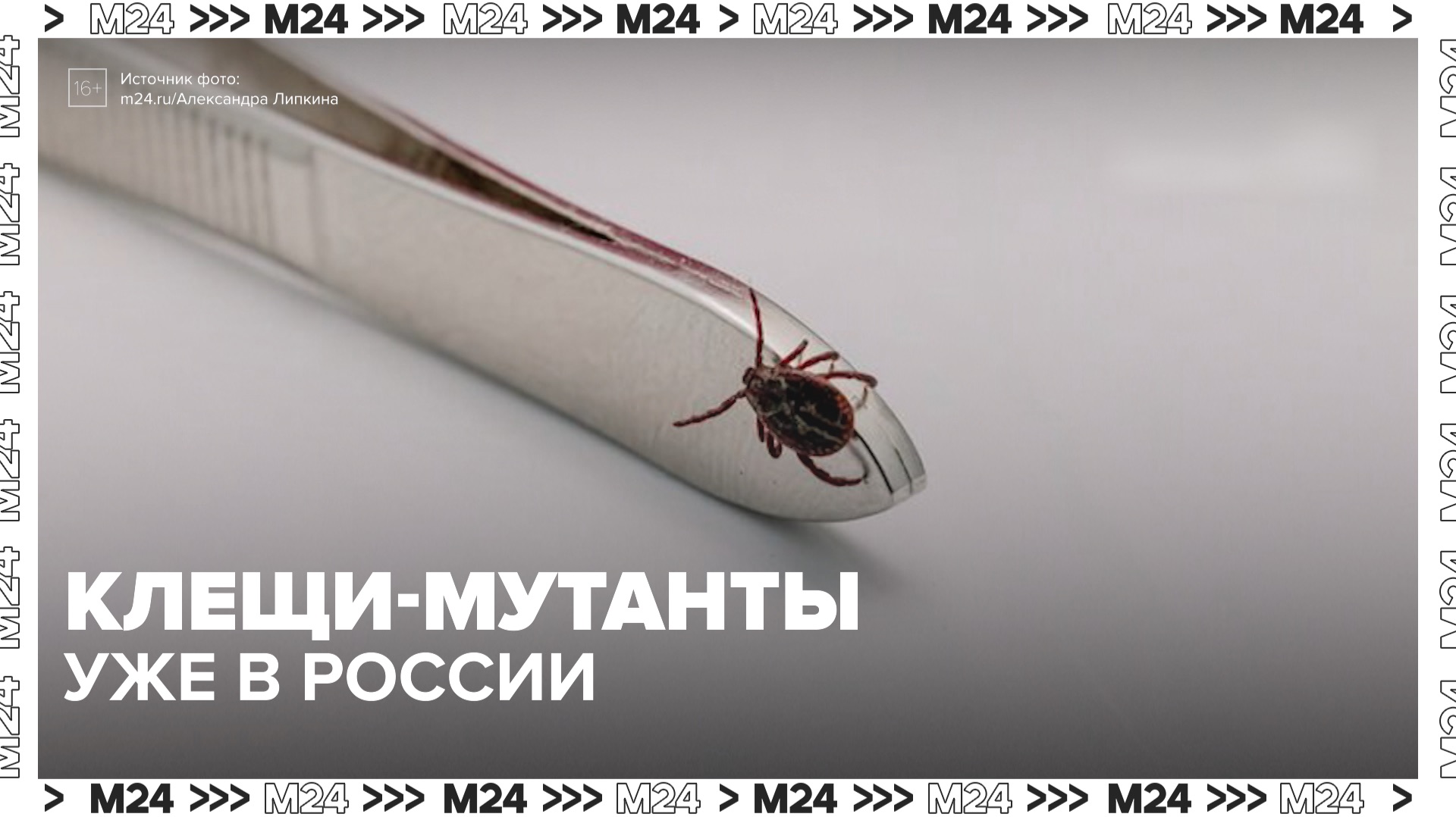 Огромные клещи-мутанты уже в России — Москва 24