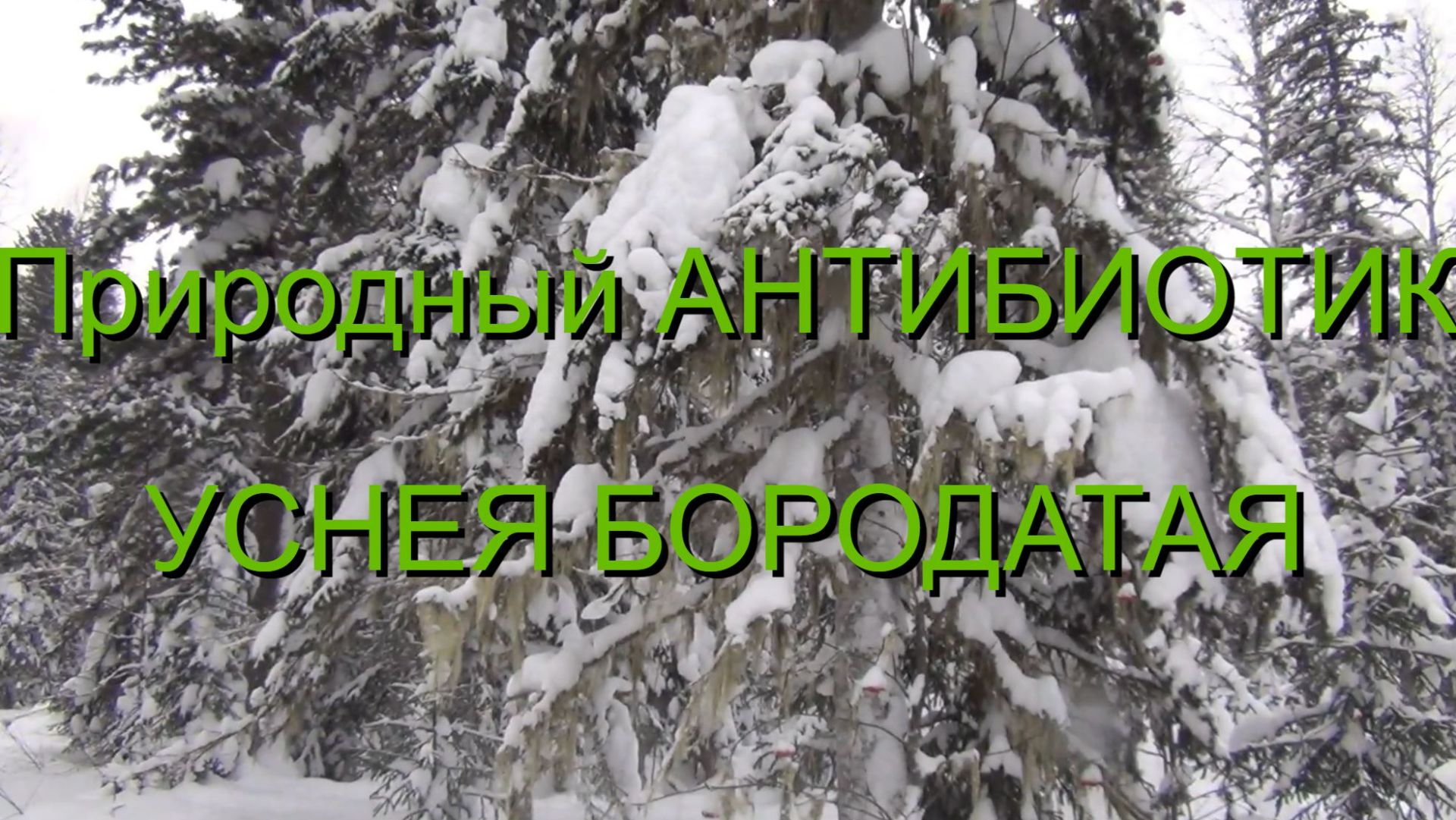 ТАЙГА Природный АНТИБИОТИК УСНЕЯ БОРОДАТАЯ Растет на ЕЛКАХ Рыбалка Охота СИБИРЬ