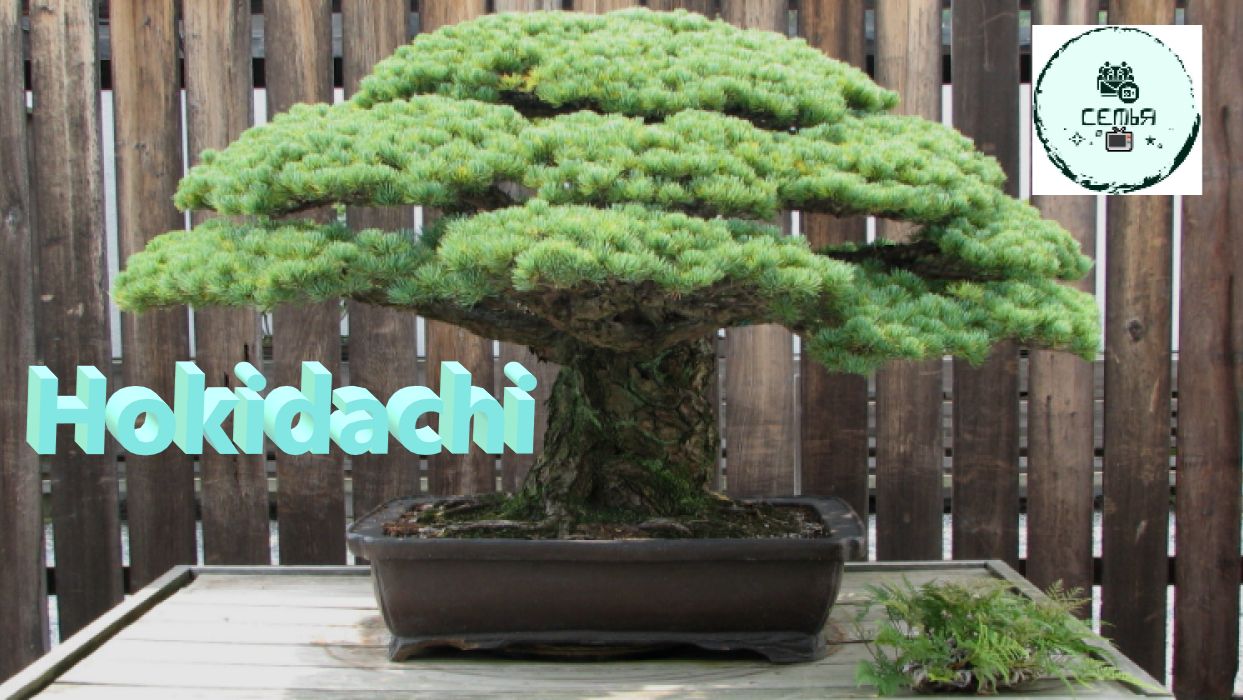 СТИЛЬ БОНСАЙ Хокидачи Hokidachi  метла