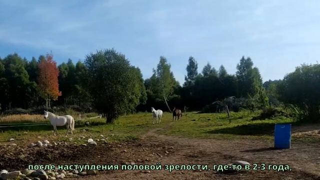 Как устроен табун лошадей