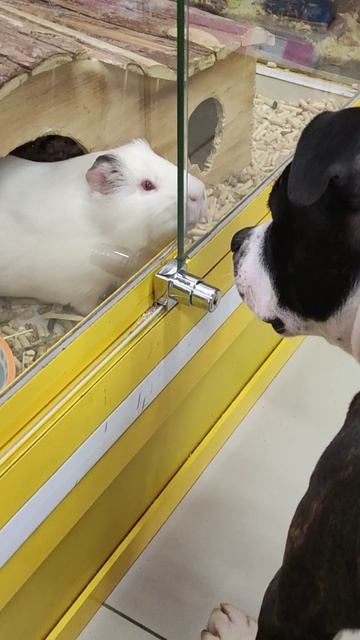 Чего вылупился? иди отсюда!🐶