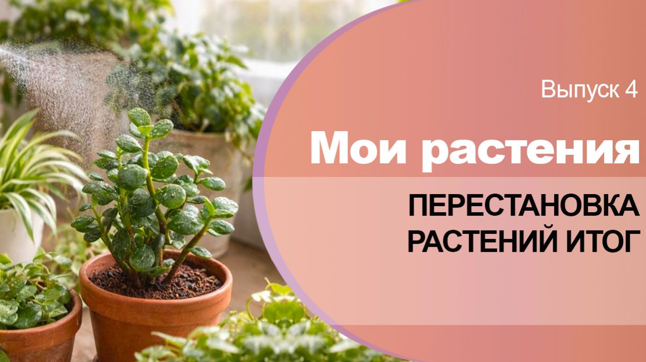4. Мои растения. Перепланировка растений на кухне. Что у меня в итоге вышло.