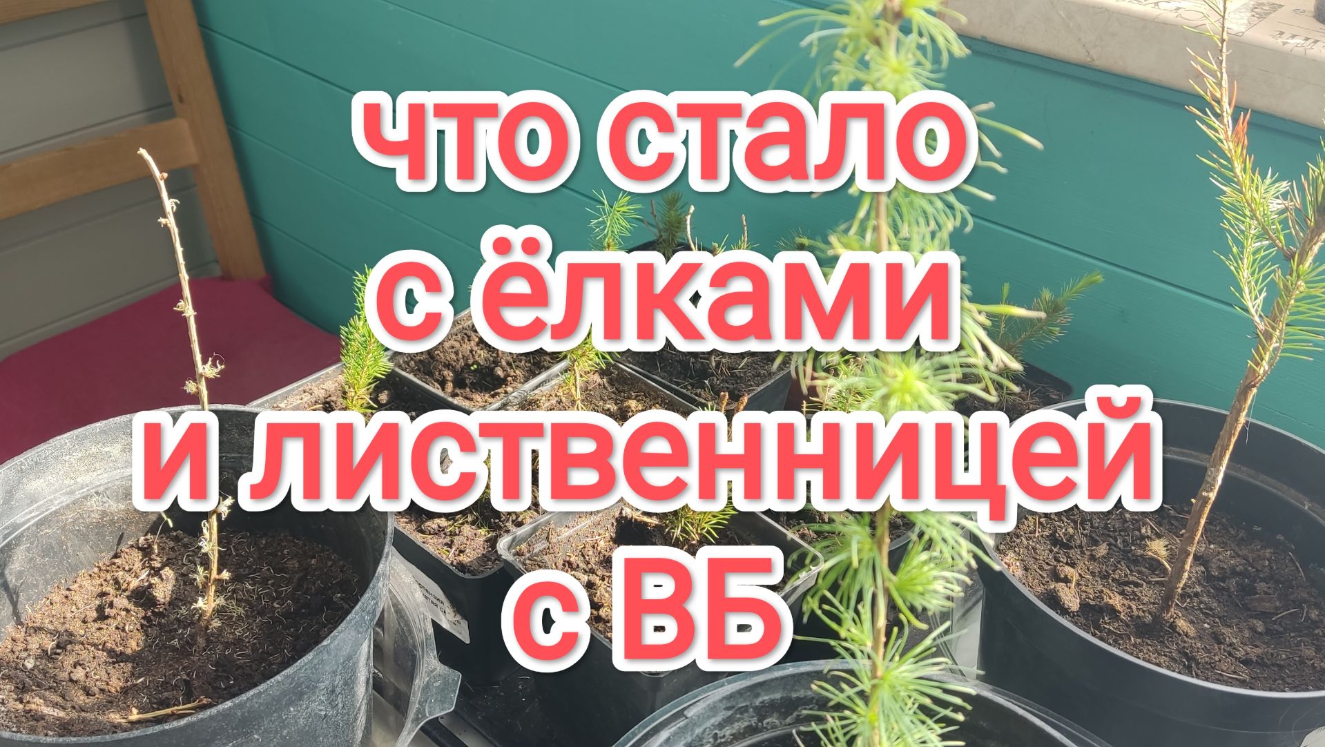 Что стало с ёлками и лиственницей с ВБ