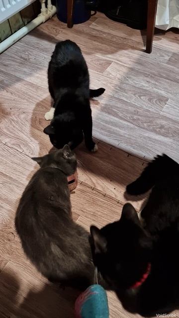 Коты и банка тушенки