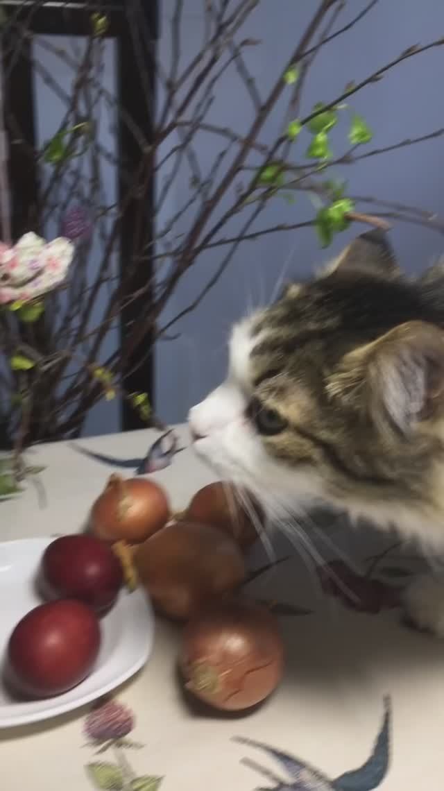 Любопытный Мася, все ему интересно 🥚🥚🥚