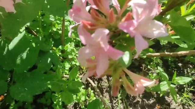 44-Дача.в гостях у Светланы.друзья в садоводстве.17.06.22.