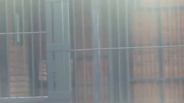 190326г Пока Шерхан прохаживался Киарочка занялась своими деламиШерхан опоздалОхота Симы кот