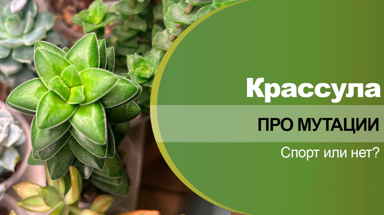 Крассула Спринг тайм. Спорт или нет?