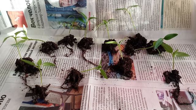 Рассаживаю перцы с последнего посева. Семена гацаний - они ли это!?