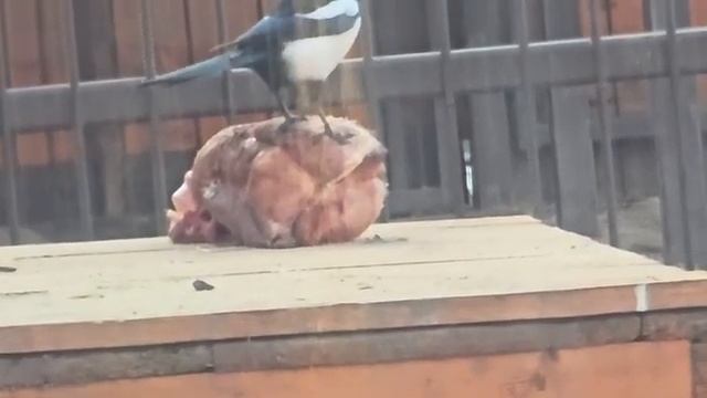 19.03.26гнаглые сороки и сонный Шерхан