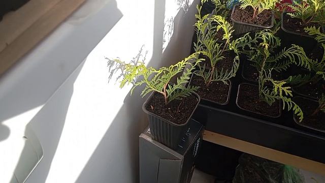 Мы купили туи.mp4