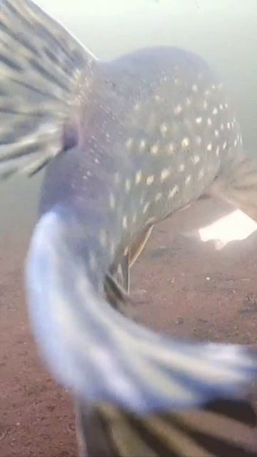 Щука играет с живцом. / Pike plays with live bait. #shorts