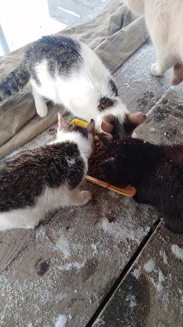 ✔Персик🍑 и его семья 🐱😸🐾 Часть 3✔