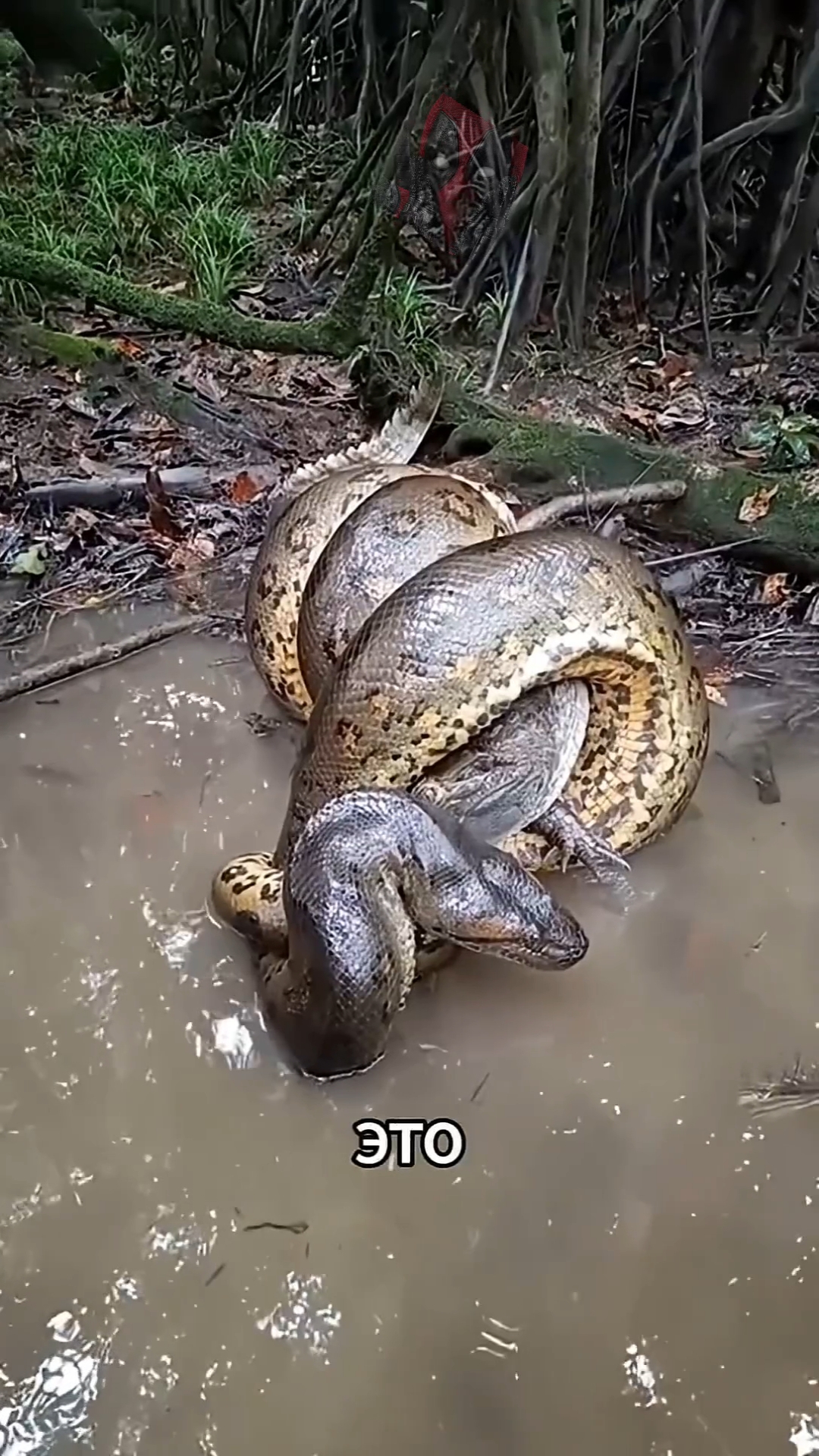 Анаконда — гигант джунглей, которого боятся все 😼🫶😎