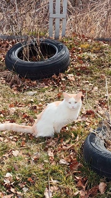 Краса-а-авчик на солнышке 🐱