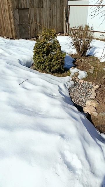 Раскопки в саду. Вот такие у нас сугробы еще