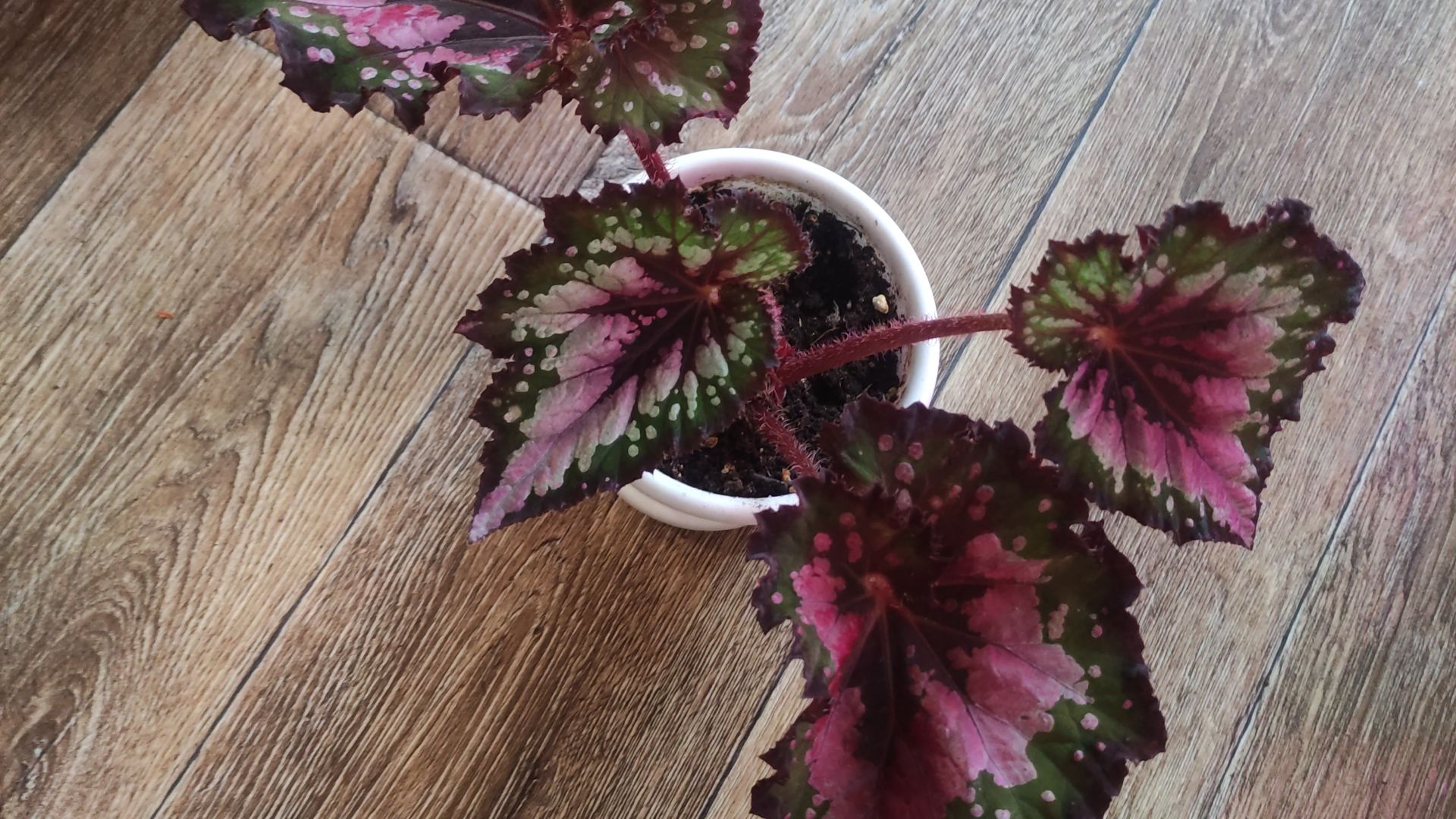 Бегония декоративно лиственная,обзор.