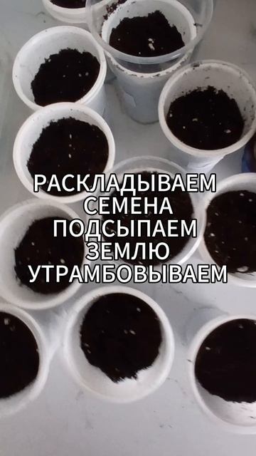 за одну минуту расскажу как сеять семена