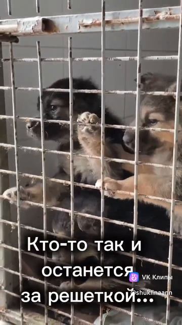 Бутузы-карапузы яркого окраса!