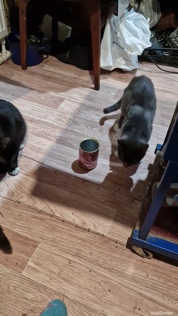 Борьба котов за банку от тушенки