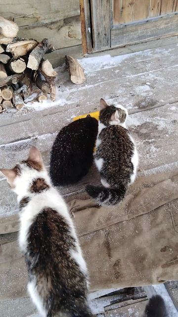 ✔Персик🍑 и его семья 🐱😽😻😺🐾 Часть 4✔