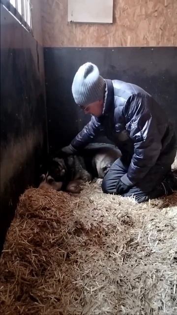 Алексей социализирует САО Тучу 🌸❗Пост в описании  🎥 #dog #собака #животные #алабай #любовь