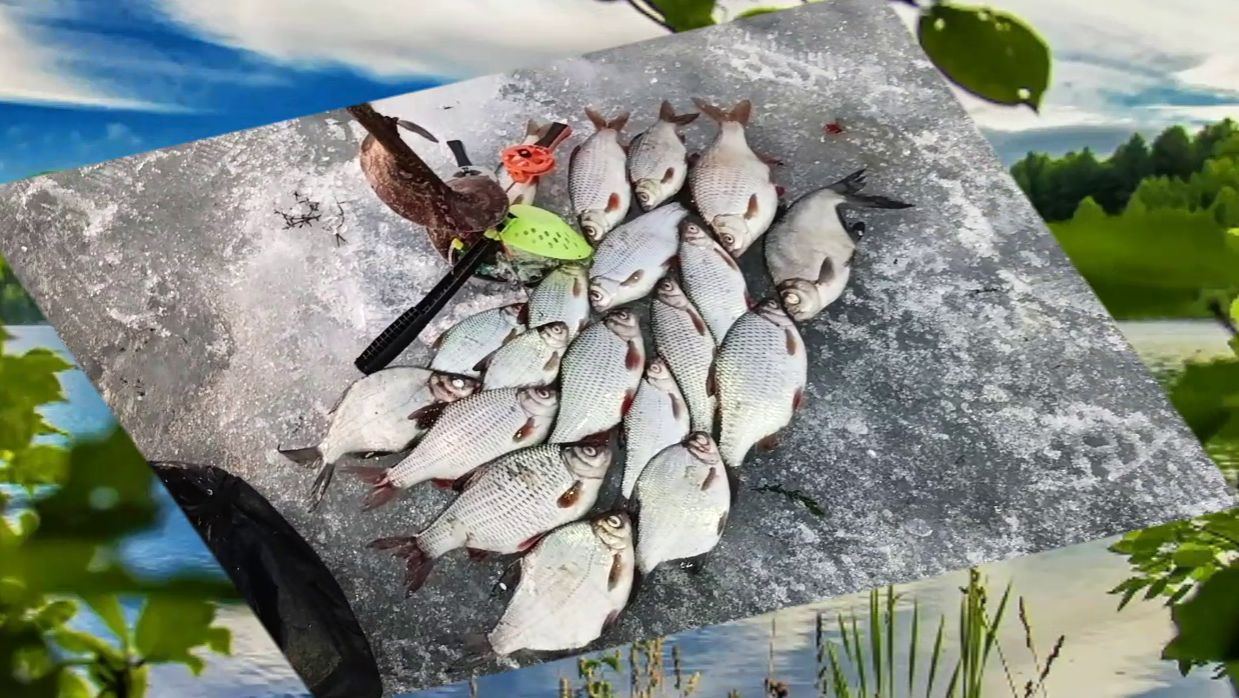 Безмотылка сотворила чудо улов на славу.