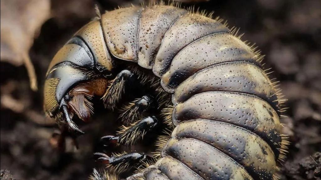 Неожиданная находка в дровах