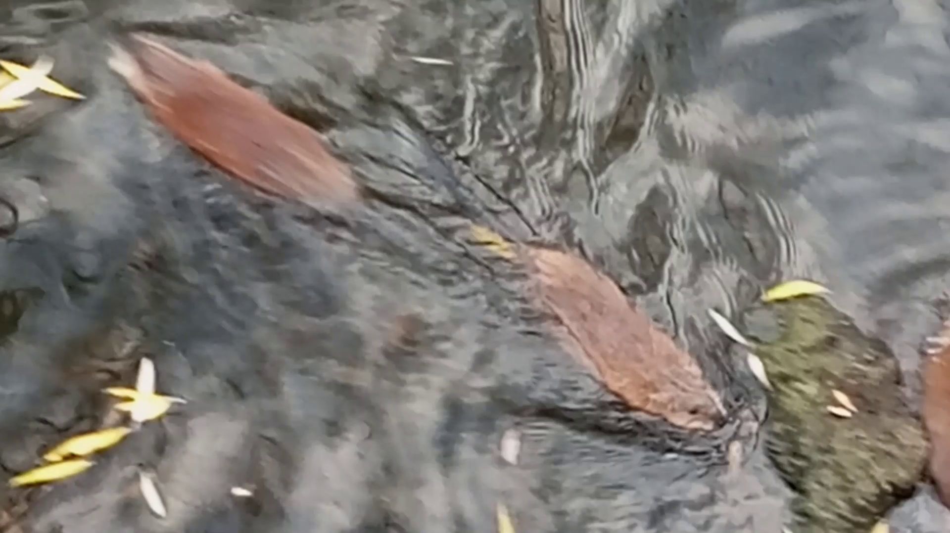 Ондатры суетятся (Белгород)