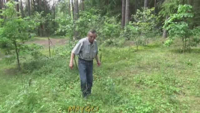 Видео - привет с лесной полянки. Земляника.