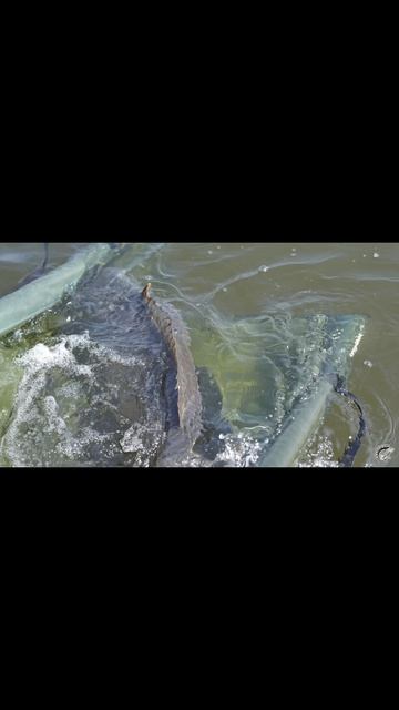 Возвращаем кабанчика обратно домой