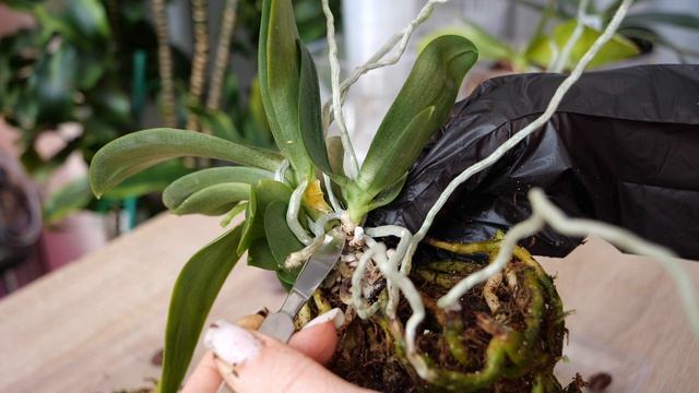 Орхидея с пятью прикорневыми детками. Деление. Сложный необычный процесс