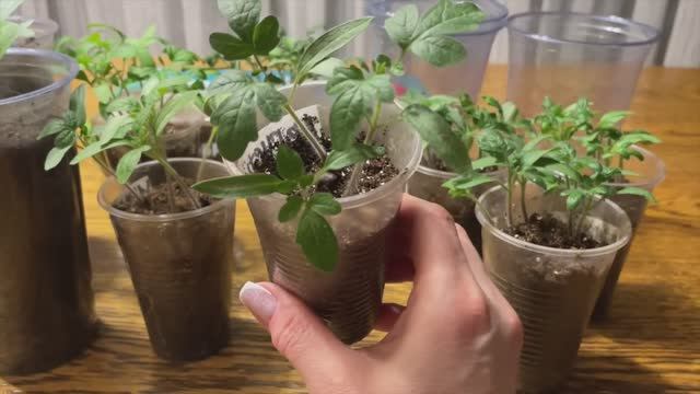 Старый и надежный способ пикировки томатов!