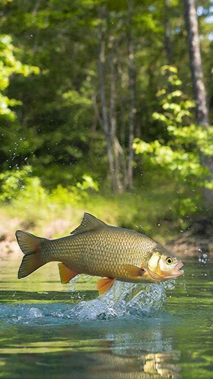 Пара окуней за пару секунд!