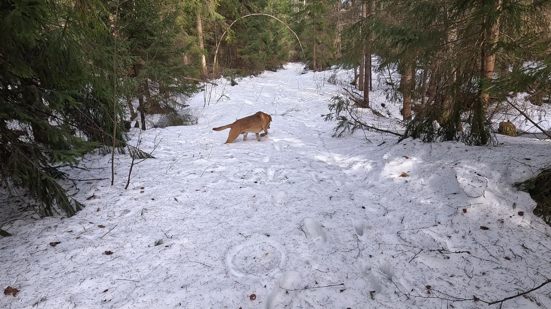 Нагонка#1 (21.03.2026)