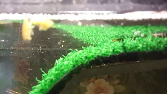 Наш маленький домашний подводный мир...