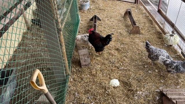 Уборка в курятнике